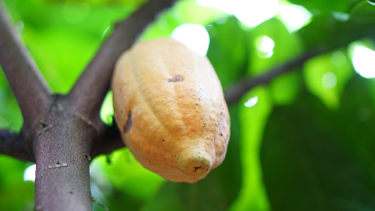 Cacao La Nature Alimentaire En - Photo gratuite sur Pixabay - Pixabay