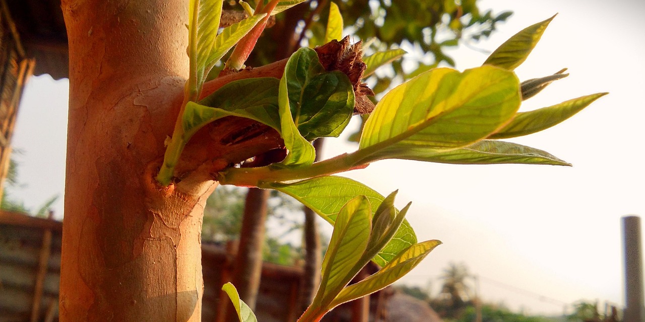 Bangladesh Thakurgoan Árvore - Foto gratuita no Pixabay - Pixabay