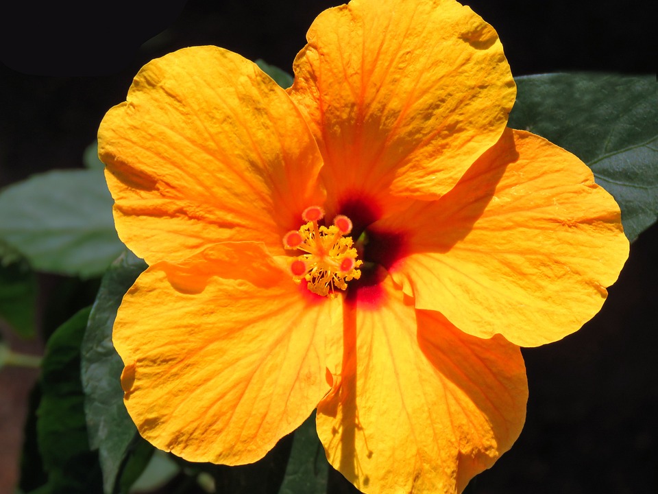 Star Flower - Free photo on Pixabay - Pixabay