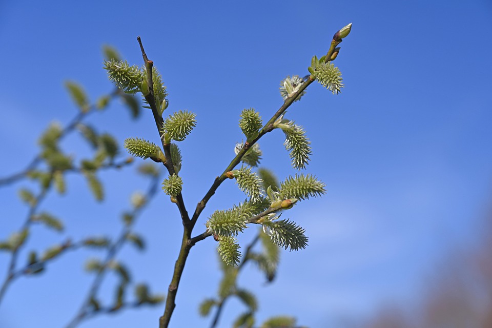 Branch Heaven Nature - Free photo on Pixabay - Pixabay