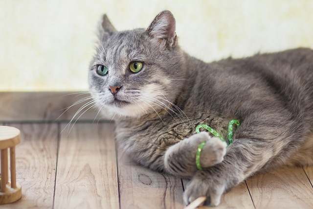 Cat Curious An - Free photo on Pixabay - Pixabay