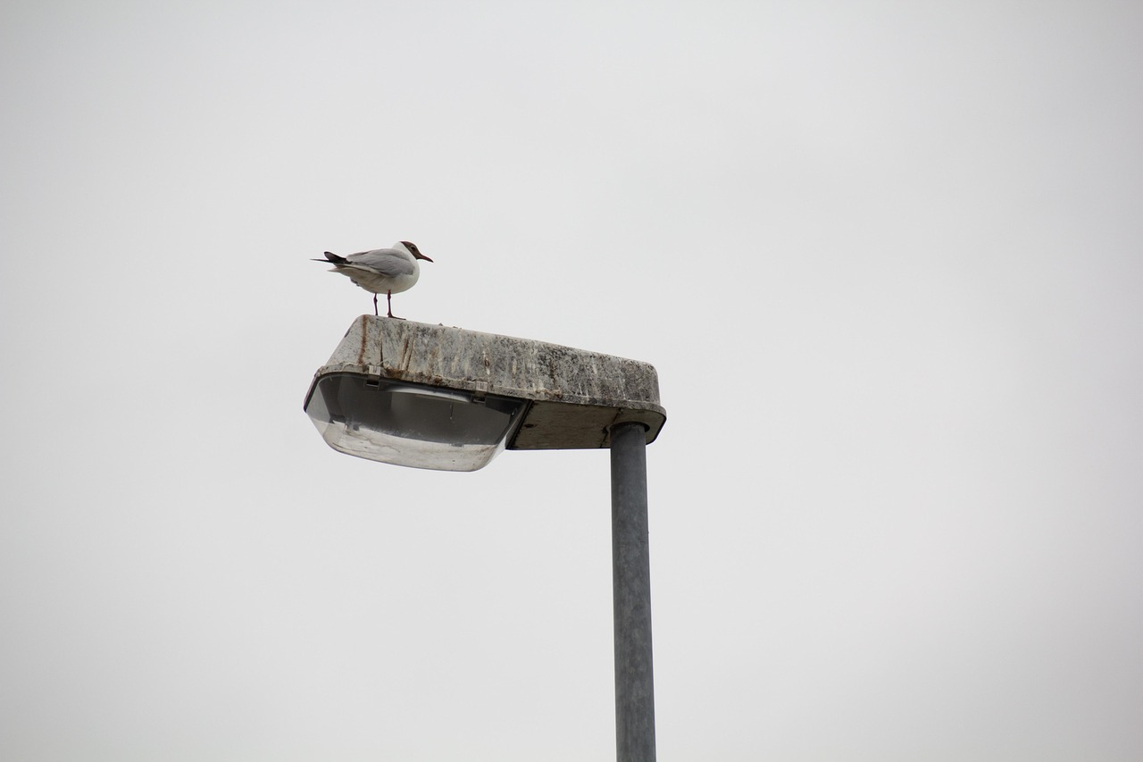 Gull Lantern Beach - Free photo on Pixabay