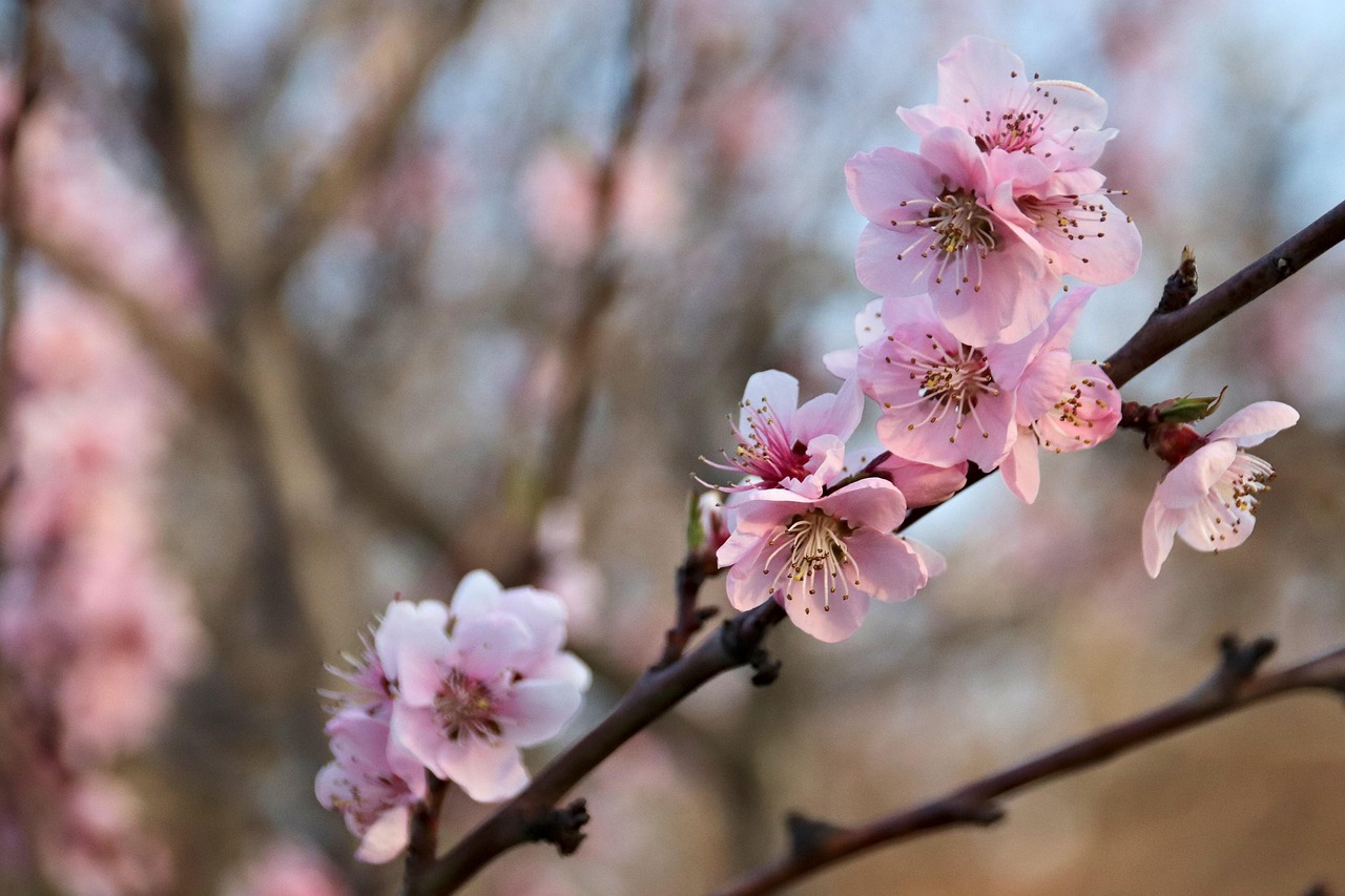 Florecer Cereza Sakura - Foto gratis en Pixabay - Pixabay