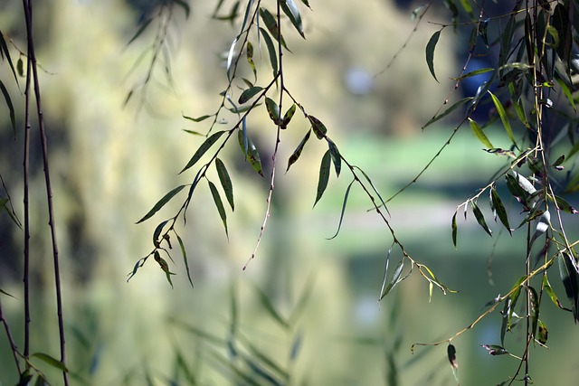 Plus de 400 photos gratuites de Rameaux et de La Nature - Pixabay