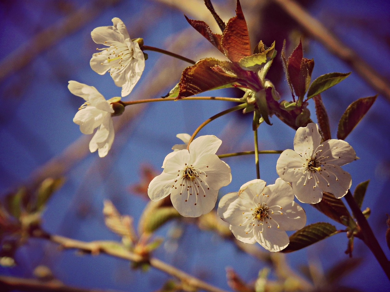 Cherry Flower Blossom Tree - Free photo on Pixabay - Pixabay