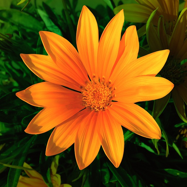 星的花 星花 星星 - Pixabay上的免费照片 - Pixabay