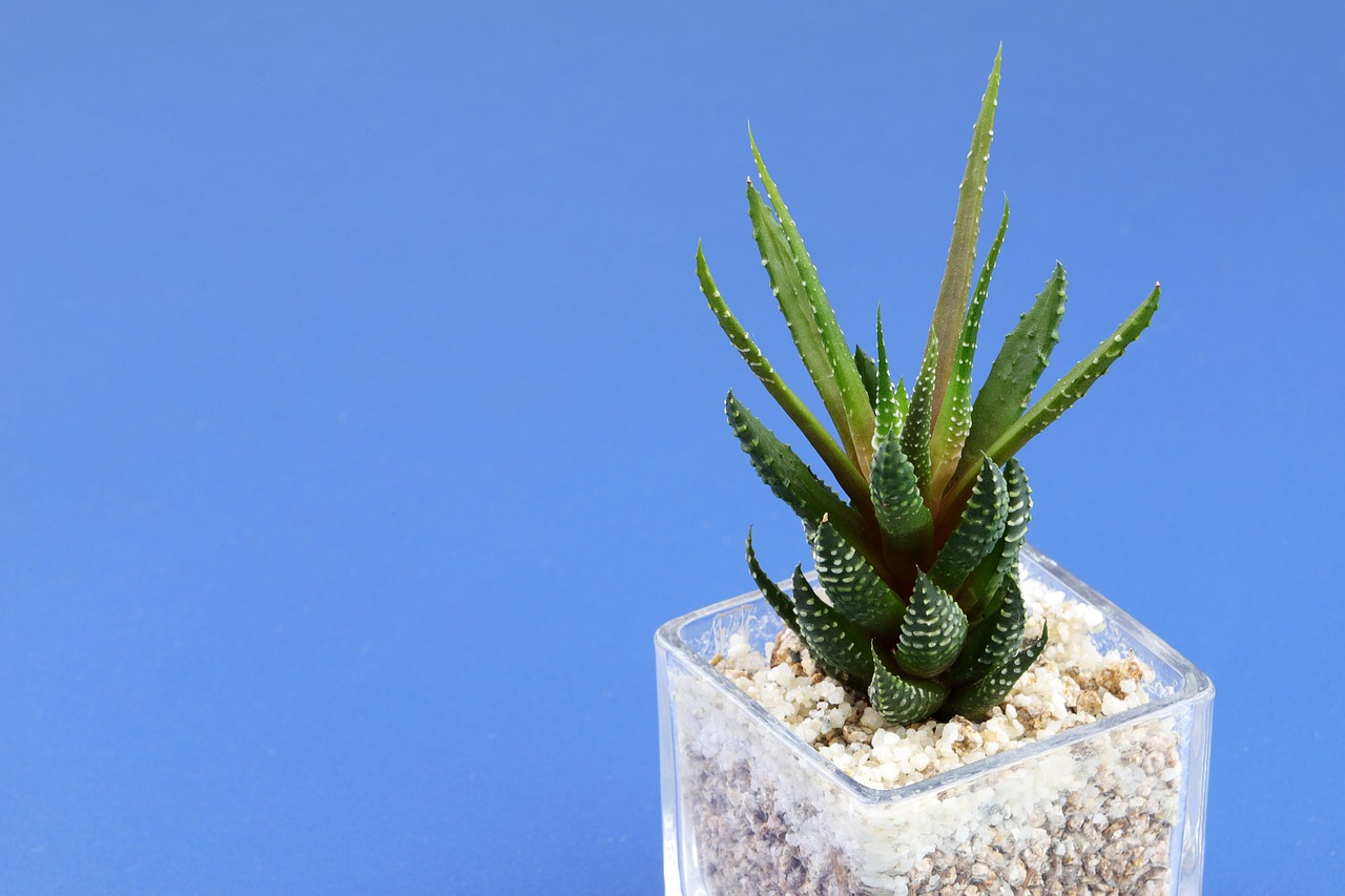 Potted Plant Background - Free photo on Pixabay - Pixabay