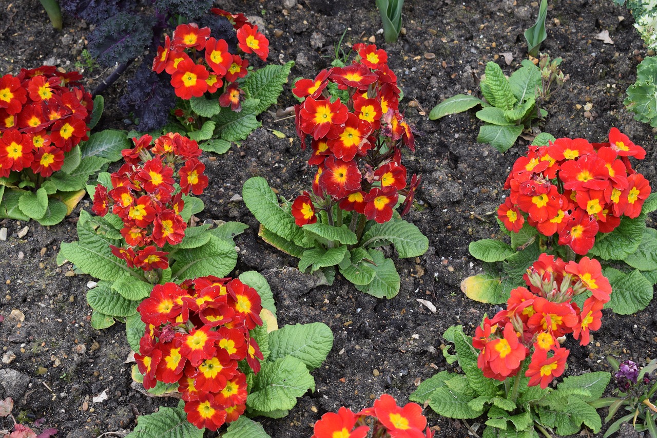 Flower Plant Nature - Free photo on Pixabay