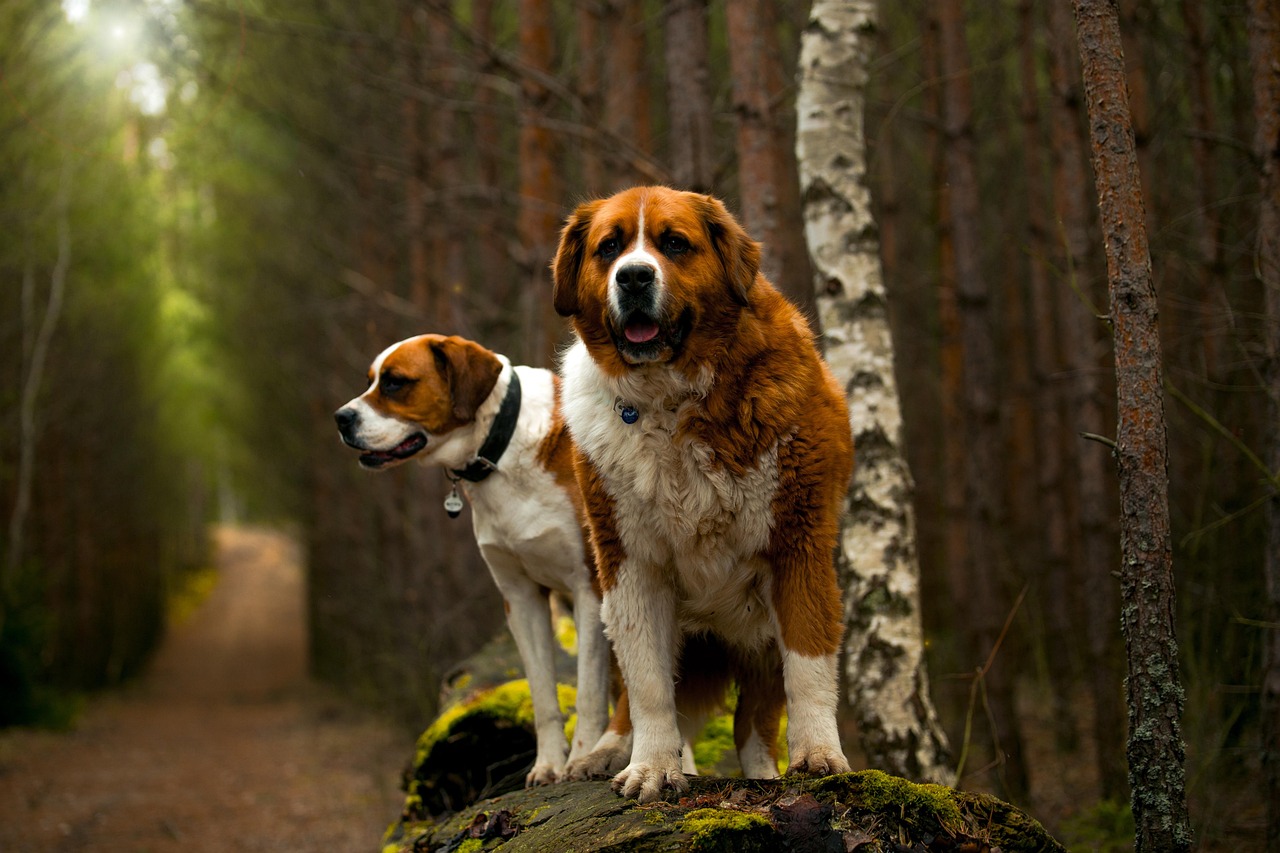 20,000+ Free Saint Bernard Dog & Saint Bernard Images - Pixabay