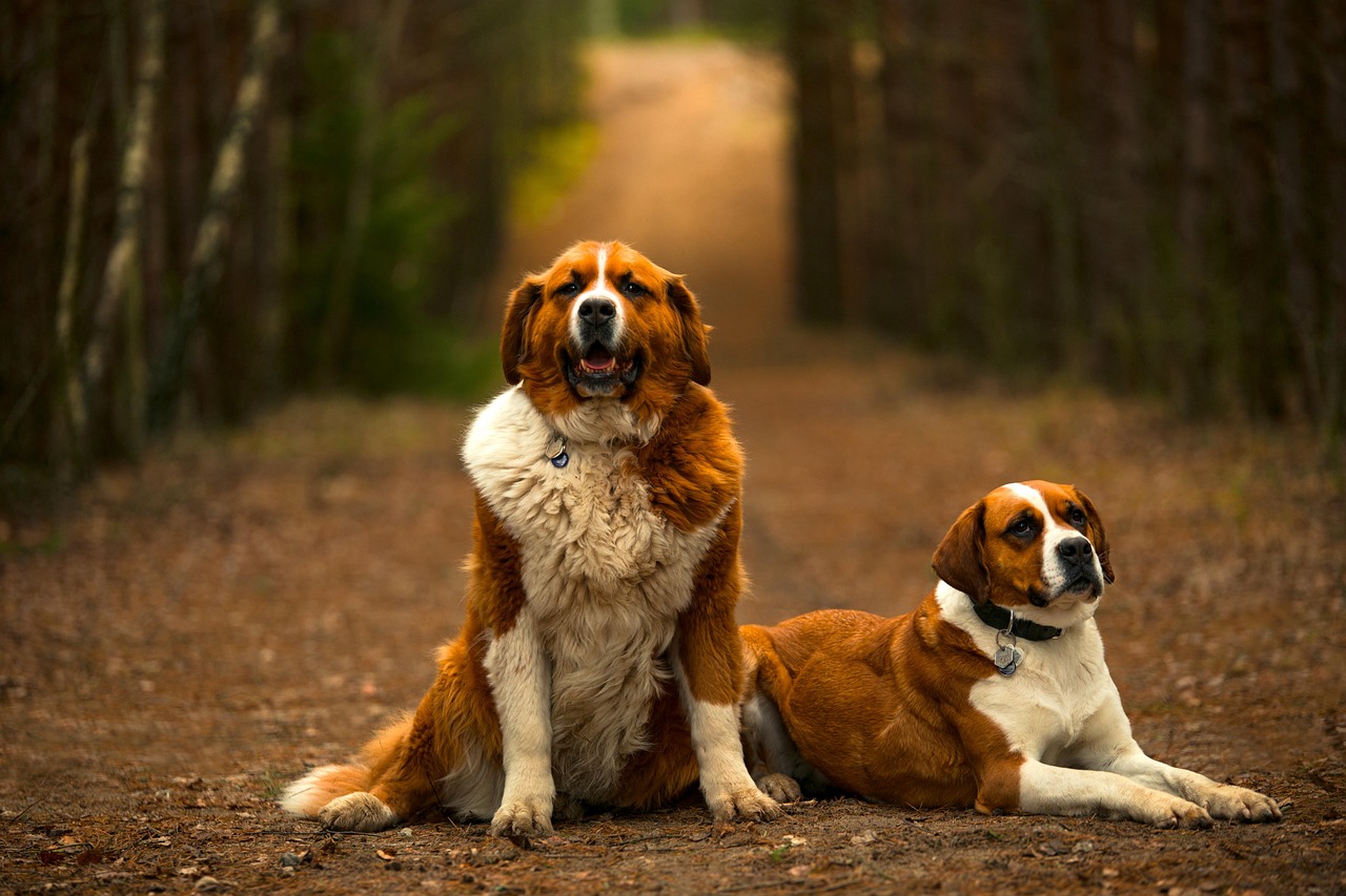 Perro Naturaleza Manera - Foto gratis en Pixabay - Pixabay