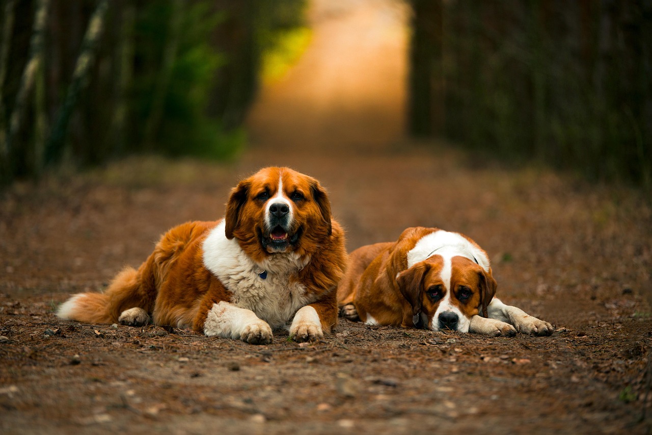 Dog Nature Way - Free photo on Pixabay - Pixabay