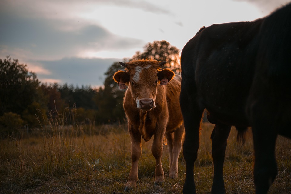 Animal Economic Sheep - Free photo on Pixabay