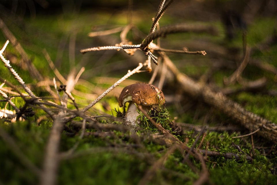 Pilz Wald Pilze Von - Kostenloses Foto auf Pixabay