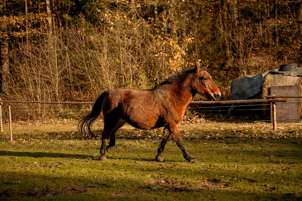 Pferd Huzule Tier - Kostenloses Foto auf Pixabay
