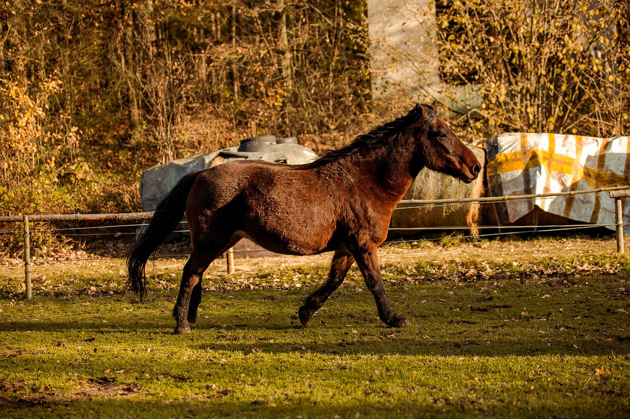Cavalo Hucul Animal - Foto gratuita no Pixabay - Pixabay