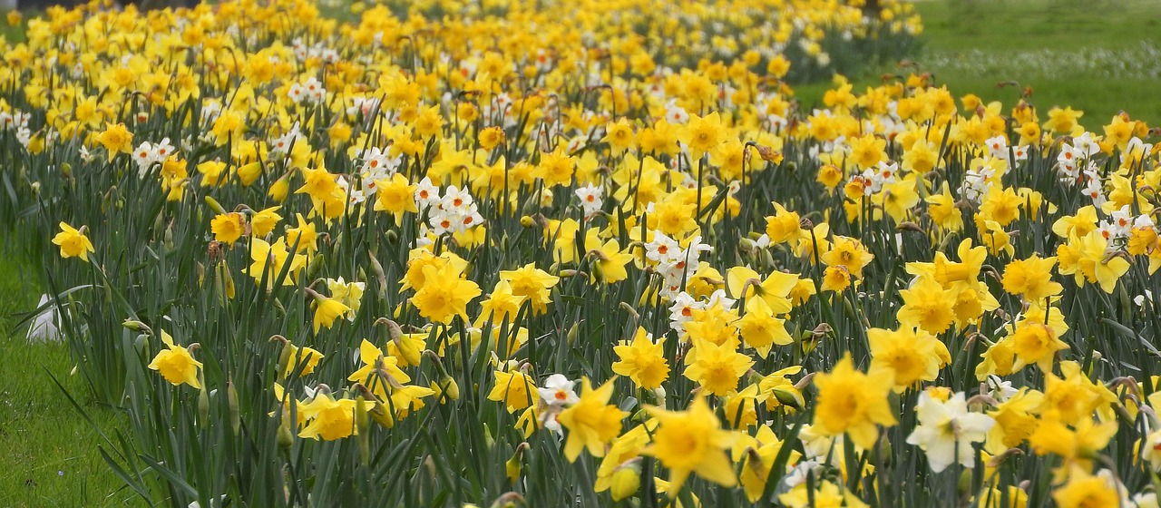 Narcissus Daffodils A Meadow Of - Free photo on Pixabay