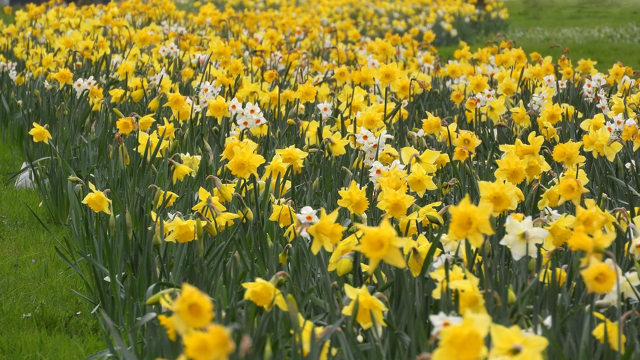 3,000+ Free Daffodils. & Nature Images - Pixabay