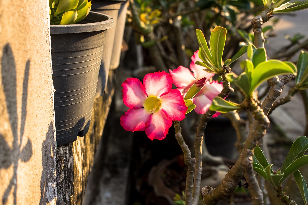 Fascinatingly Plant Thailand Pink - Free photo on Pixabay - Pixabay