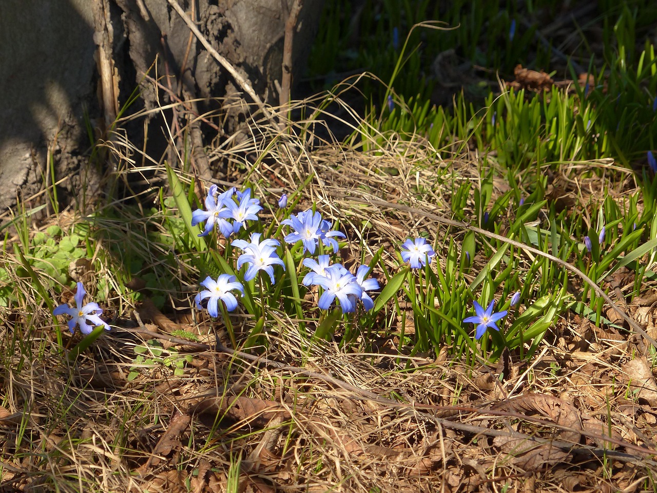 Primavera Flores Azules - Foto gratis en Pixabay - Pixabay