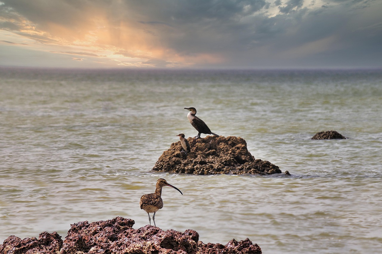 Tritón Cormorán Aves - Foto gratis en Pixabay - Pixabay