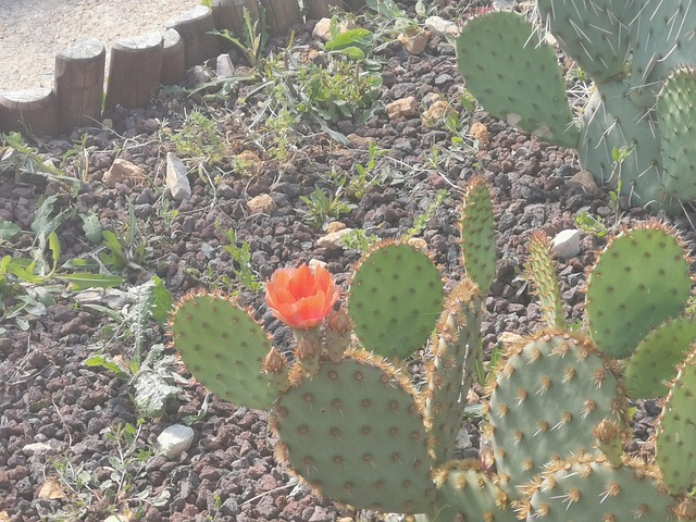 Flori Gradina Cactus - Fotografie gratuită pe Pixabay - Pixabay