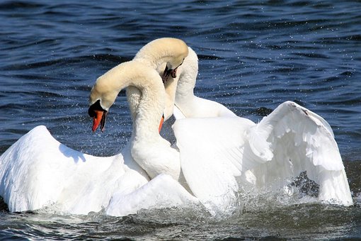20+ Free Turf War & Nature Photos