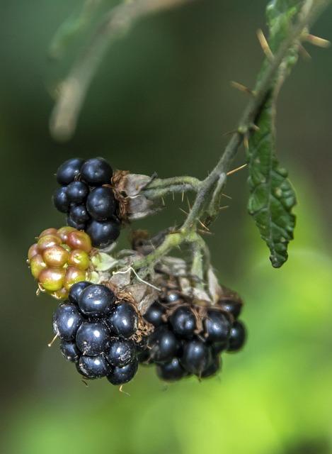 Baga Floresta Fruta - Foto gratuita no Pixabay - Pixabay