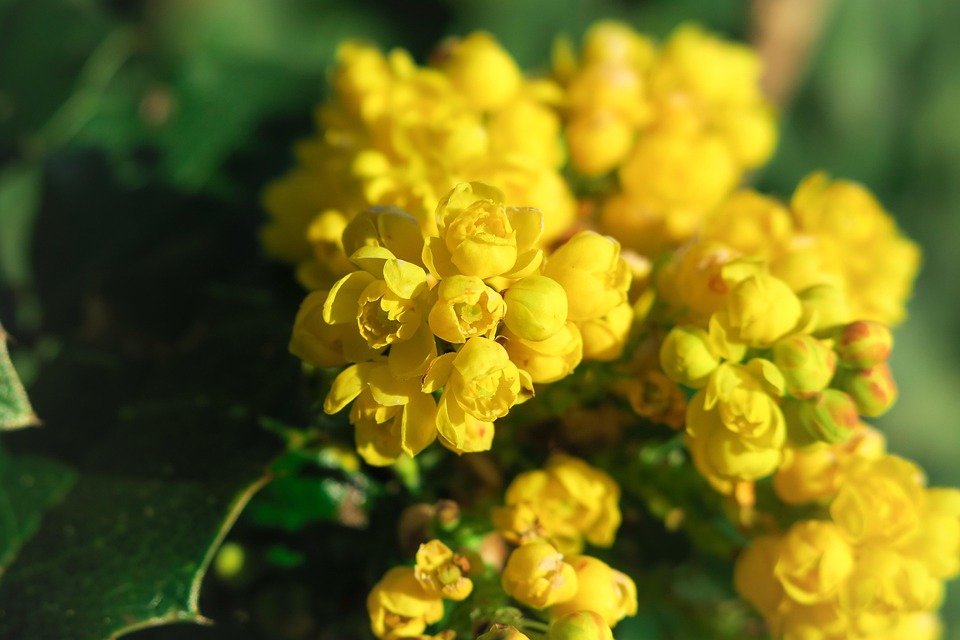 Bérberis Arbusto Flor - Foto gratuita no Pixabay - Pixabay