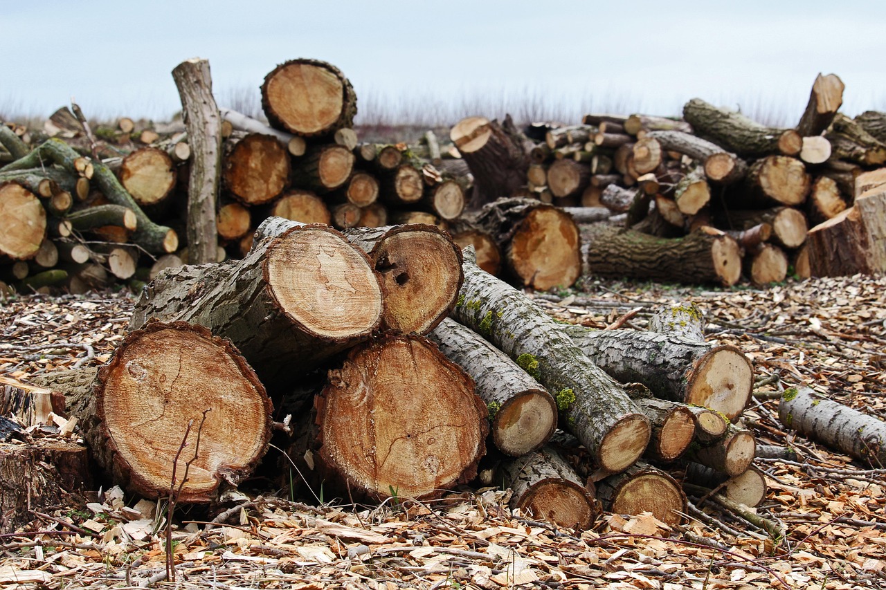 Clearing Timber