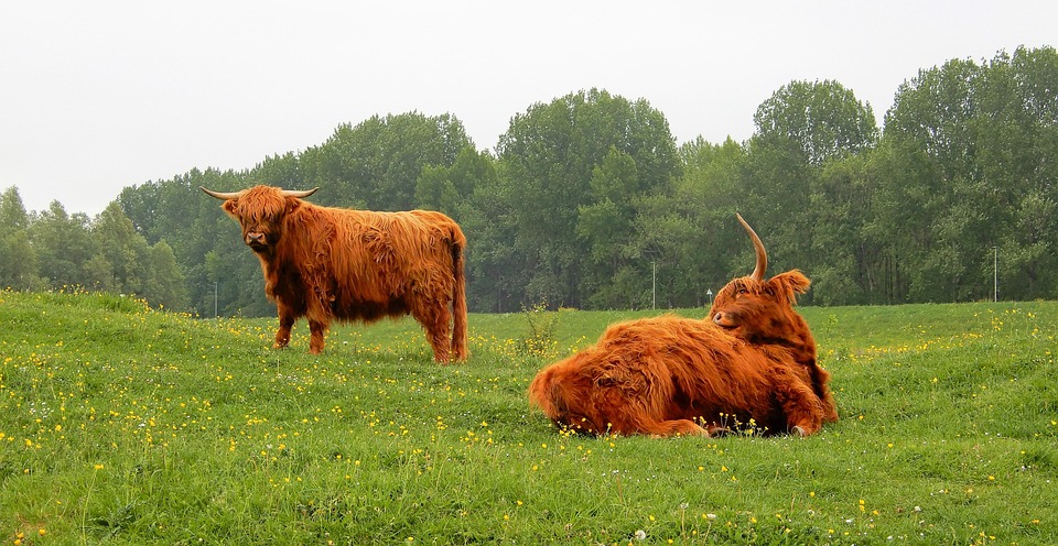 Nature Montagnard Vaches - Photo gratuite sur Pixabay