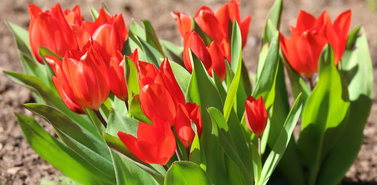 Tulip Satu Warna Merah Bidang - Foto gratis di Pixabay