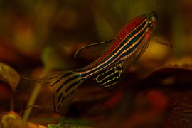 Danio Rerio Zebrafish Fish - Free photo on Pixabay