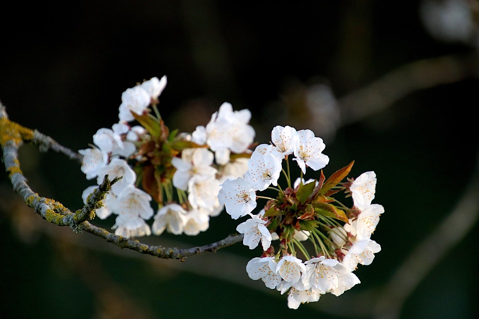 Flowers White Color Cherry - Free photo on Pixabay