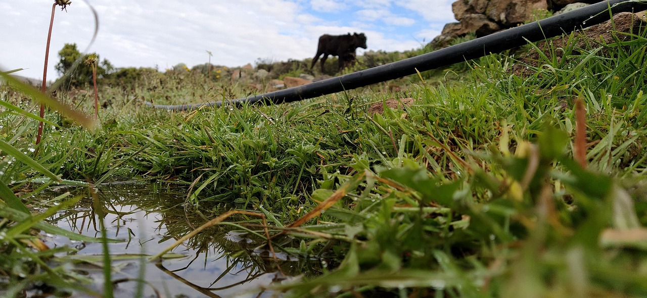 Sapi Padang Rumput - Foto gratis di Pixabay - Pixabay