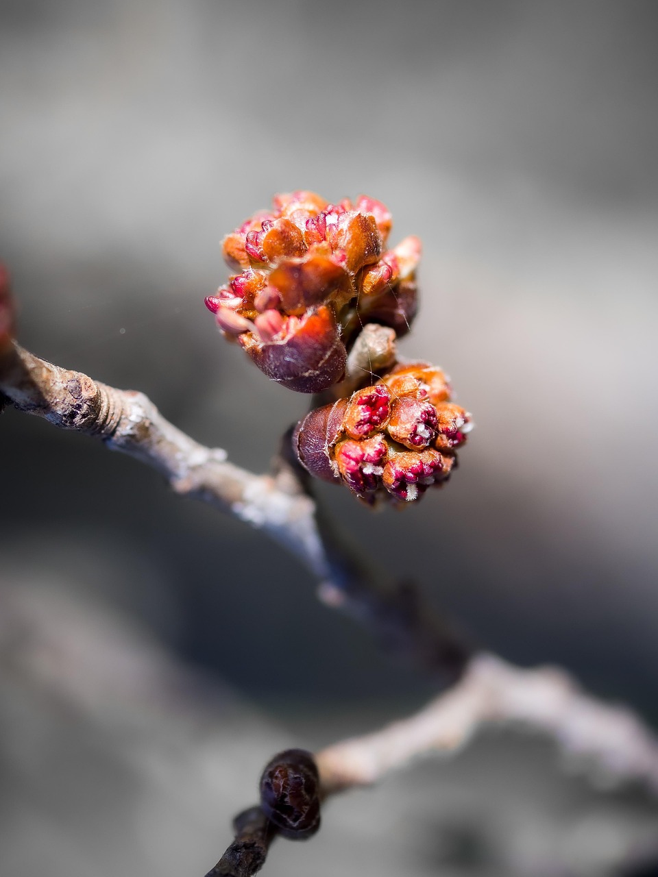Bourgeon Rouge Branche Le - Photo gratuite sur Pixabay - Pixabay