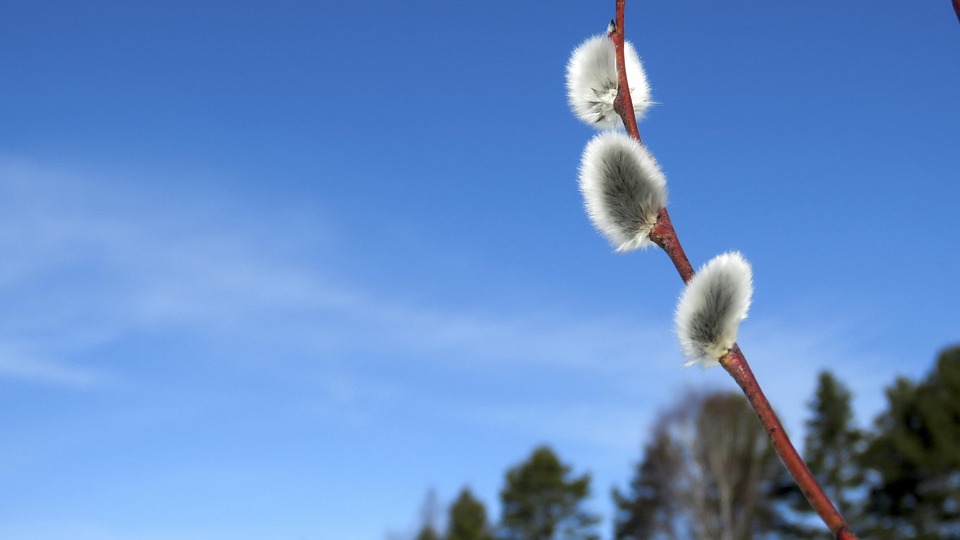 Verba Zweig Feder - Kostenloses Foto auf Pixabay - Pixabay