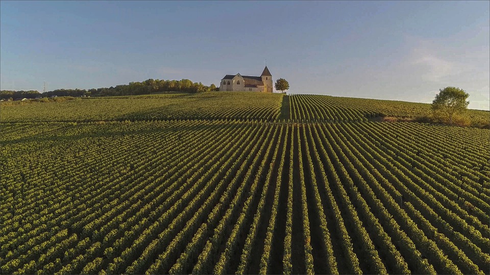 Champagne Field Wine - Free photo on Pixabay - Pixabay