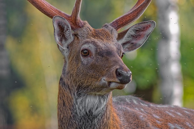 Cerf Portrait La Nature - Photo gratuite sur Pixabay - Pixabay