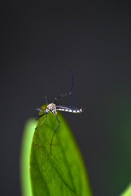 500+ Free Mosquito Dengue & Mosquito Images - Pixabay
