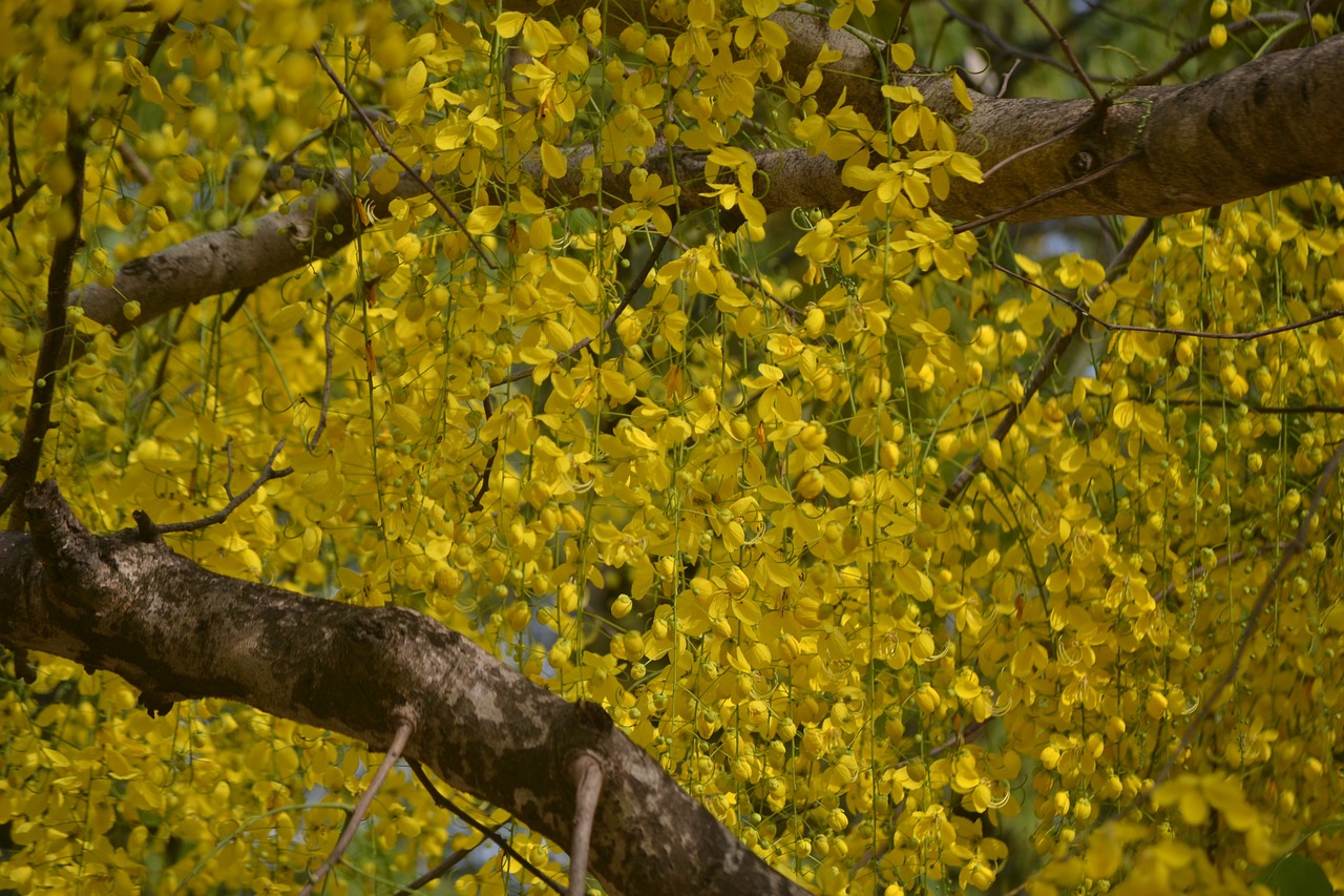 Vishu Laburnum Golden Shower - Free photo on Pixabay - Pixabay
