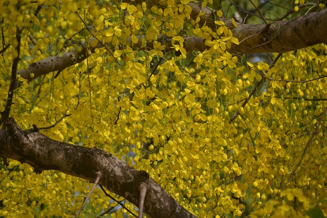 Vishu Laburnum Golden Shower - Free photo on Pixabay - Pixabay