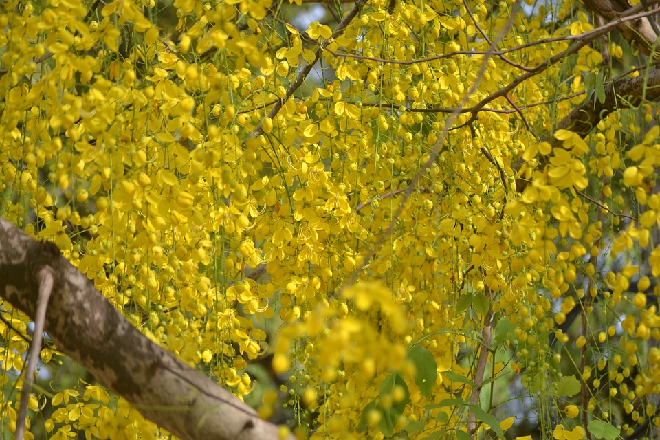 Vishu Laburnum Kerala - Free photo on Pixabay - Pixabay