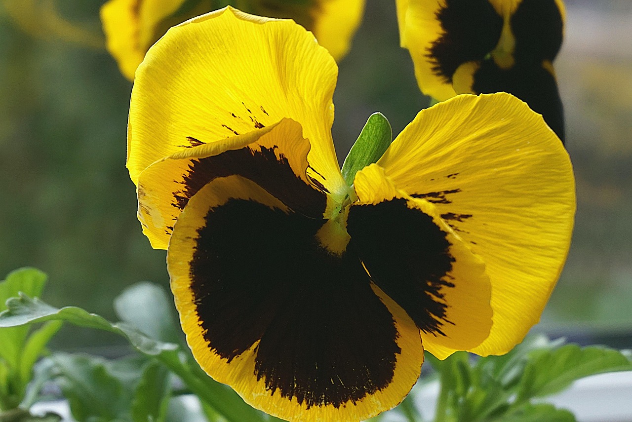 Viola Pansies Flowers - Free photo on Pixabay - Pixabay