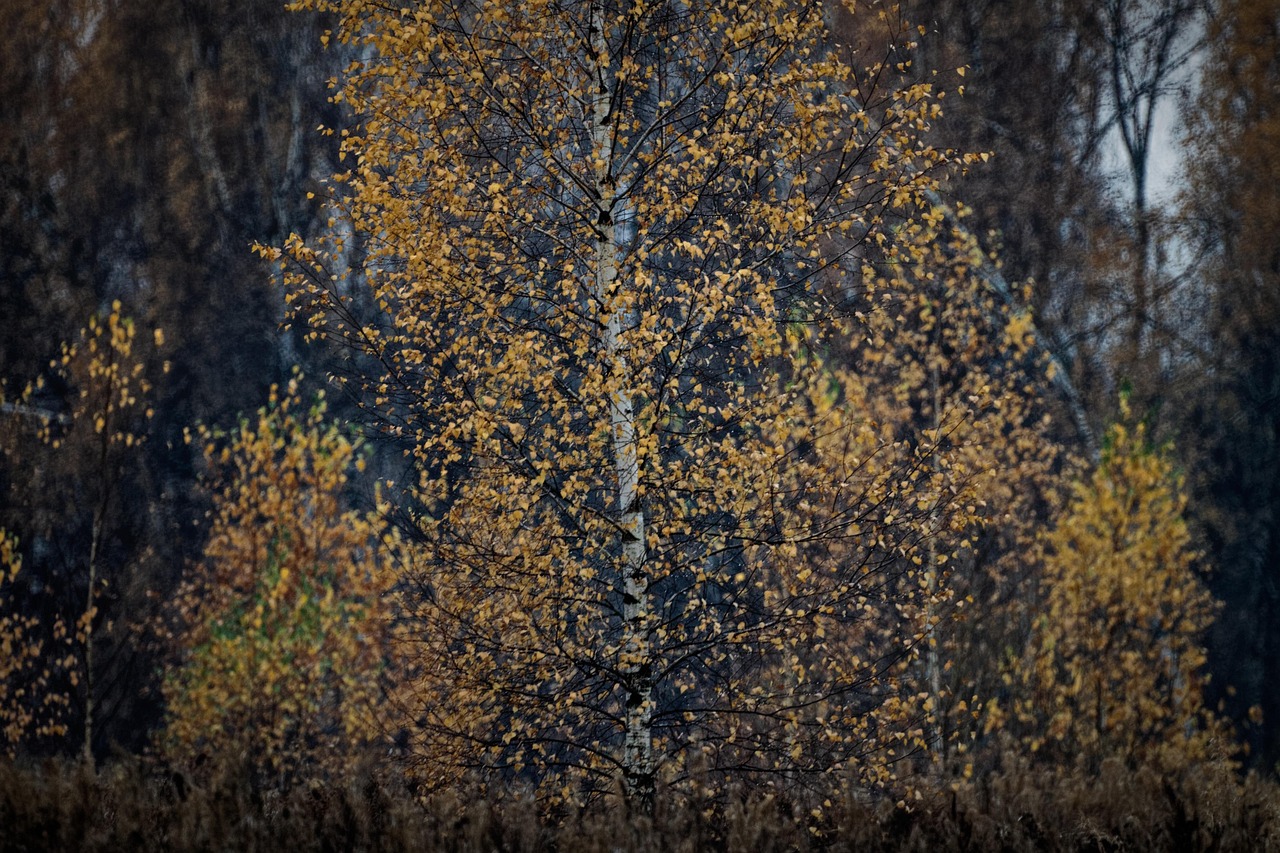 Autumn Birch Foliage - Free photo on Pixabay - Pixabay