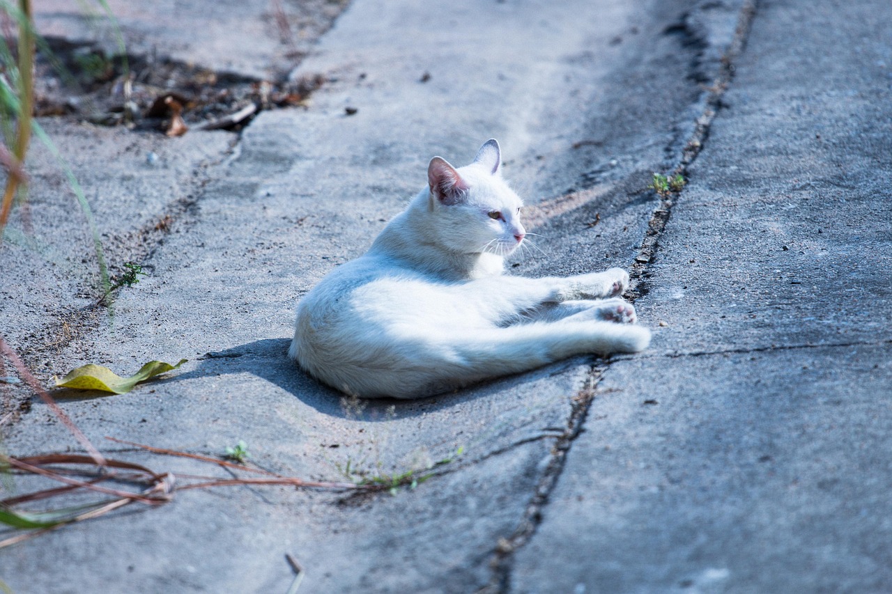 Page 2 - 10,000+ Free Cat Walking & Cat Images - Pixabay