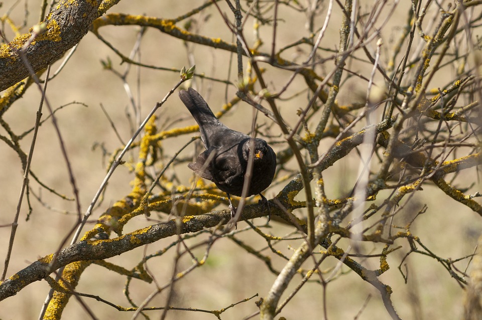 Blackbird Bird Nature - Free photo on Pixabay - Pixabay