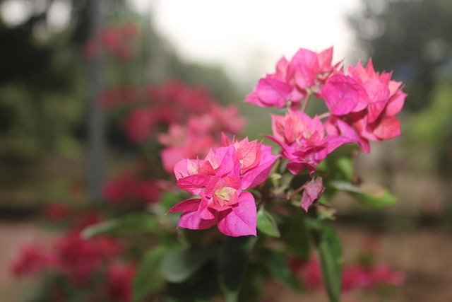 Bunga Merah Jambu Kebun - Foto gratis di Pixabay - Pixabay