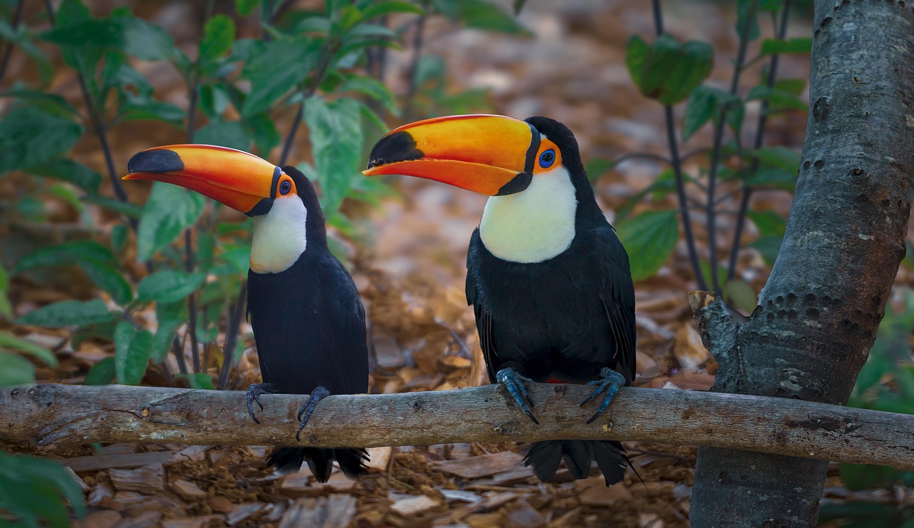 De 600 Photos Et Images De Toucan Pixabay De 600 Photos Et Images De Toucan Pixabay