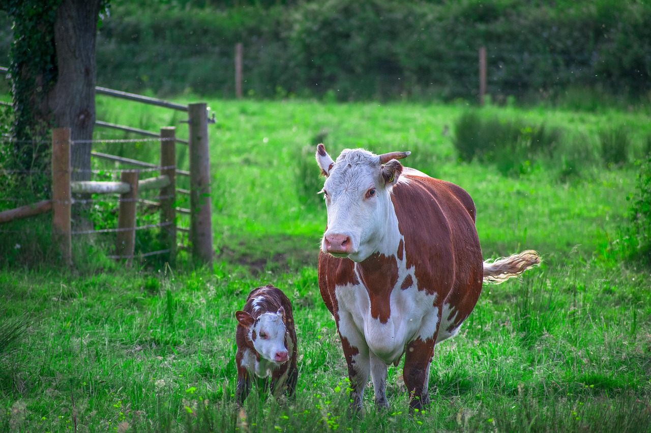 30,000+ Free Baby Cow & Cow Images - Pixabay