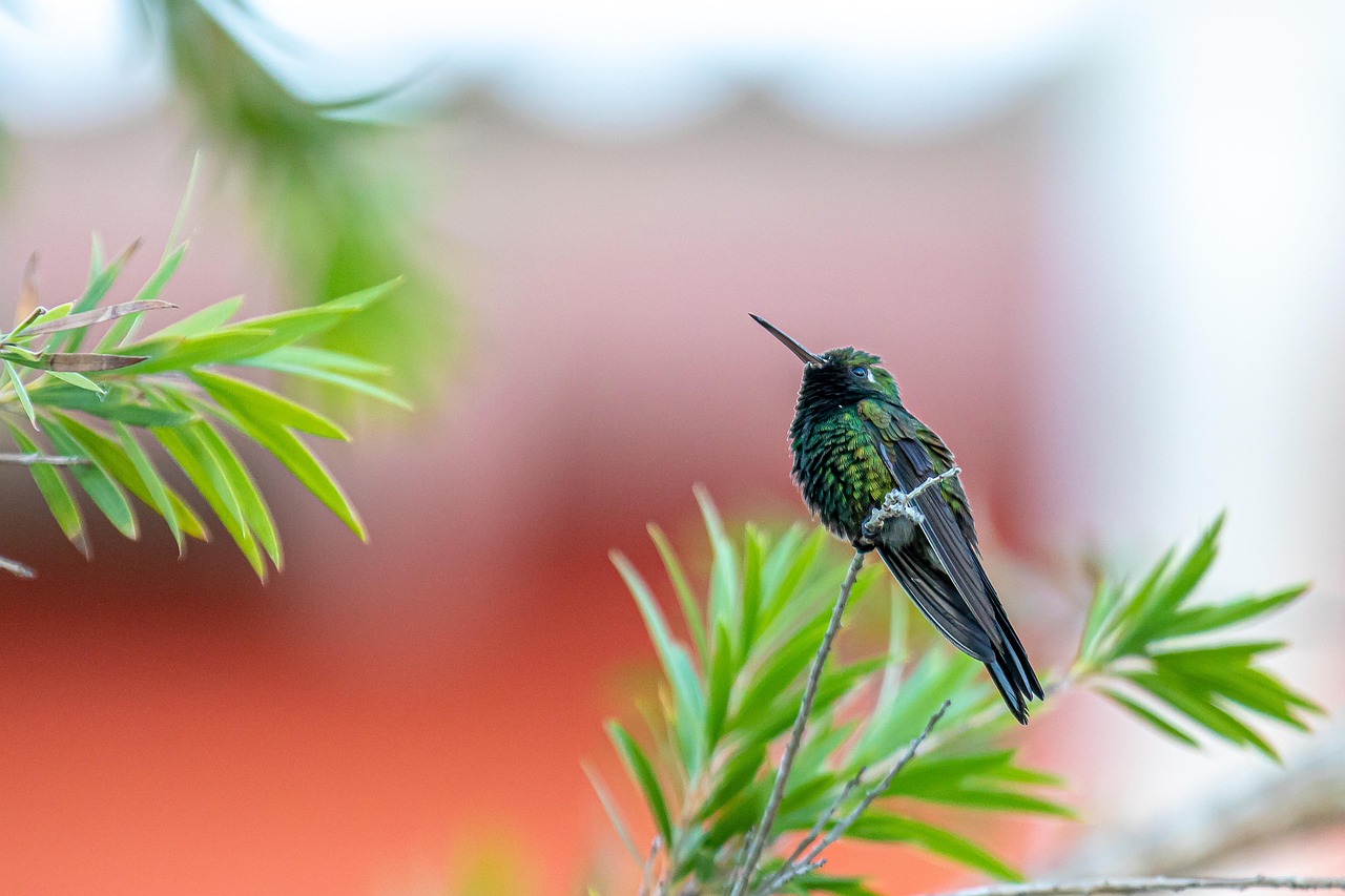 100,000+ Free Humming-Bird & Humming Bird Images - Pixabay